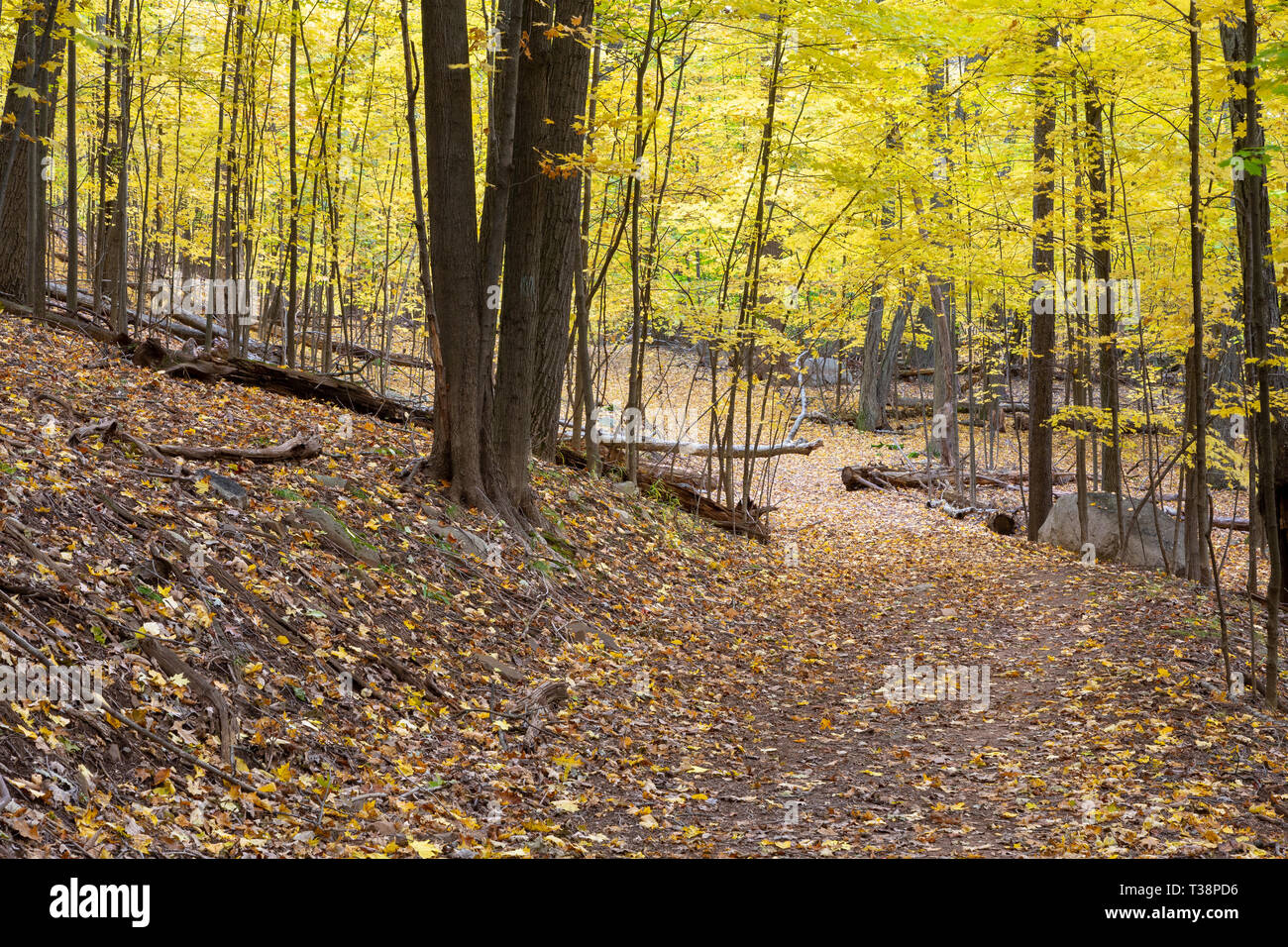 The High Tor Trail winding through a forest of yellow fall leaves and ...