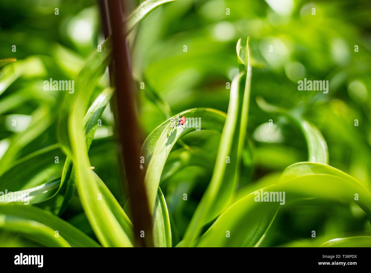 Red cotton bug (Dysdercus cingulatus) with green grass background Stock ...