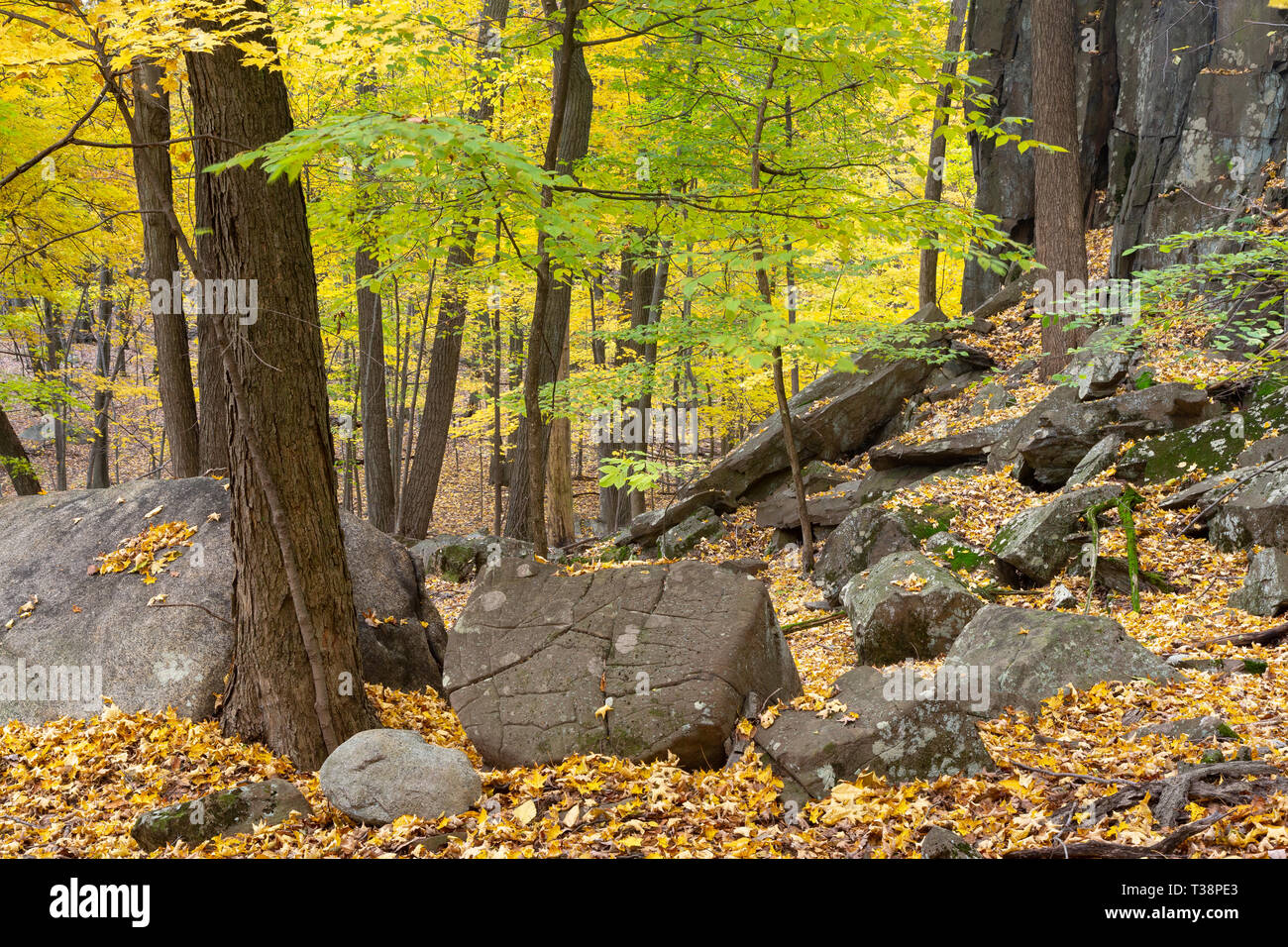 Fall leaves covering the forest floor and rocks and boulders along the ...