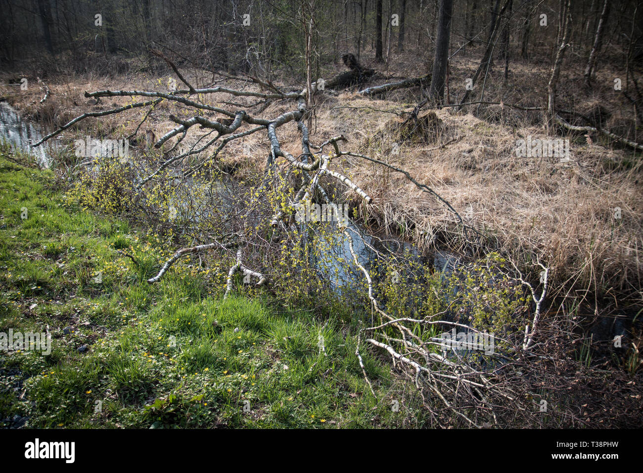 Scarpe river hi-res stock photography and images - Alamy