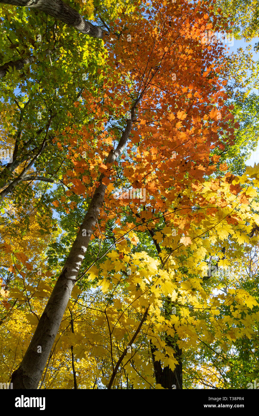 Trees covered in fall colors rising high above the High Tor Trail. High ...