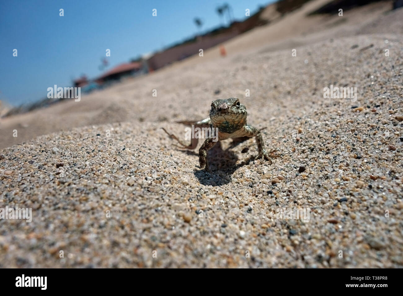 A lizard at the beach Stock Photo - Alamy