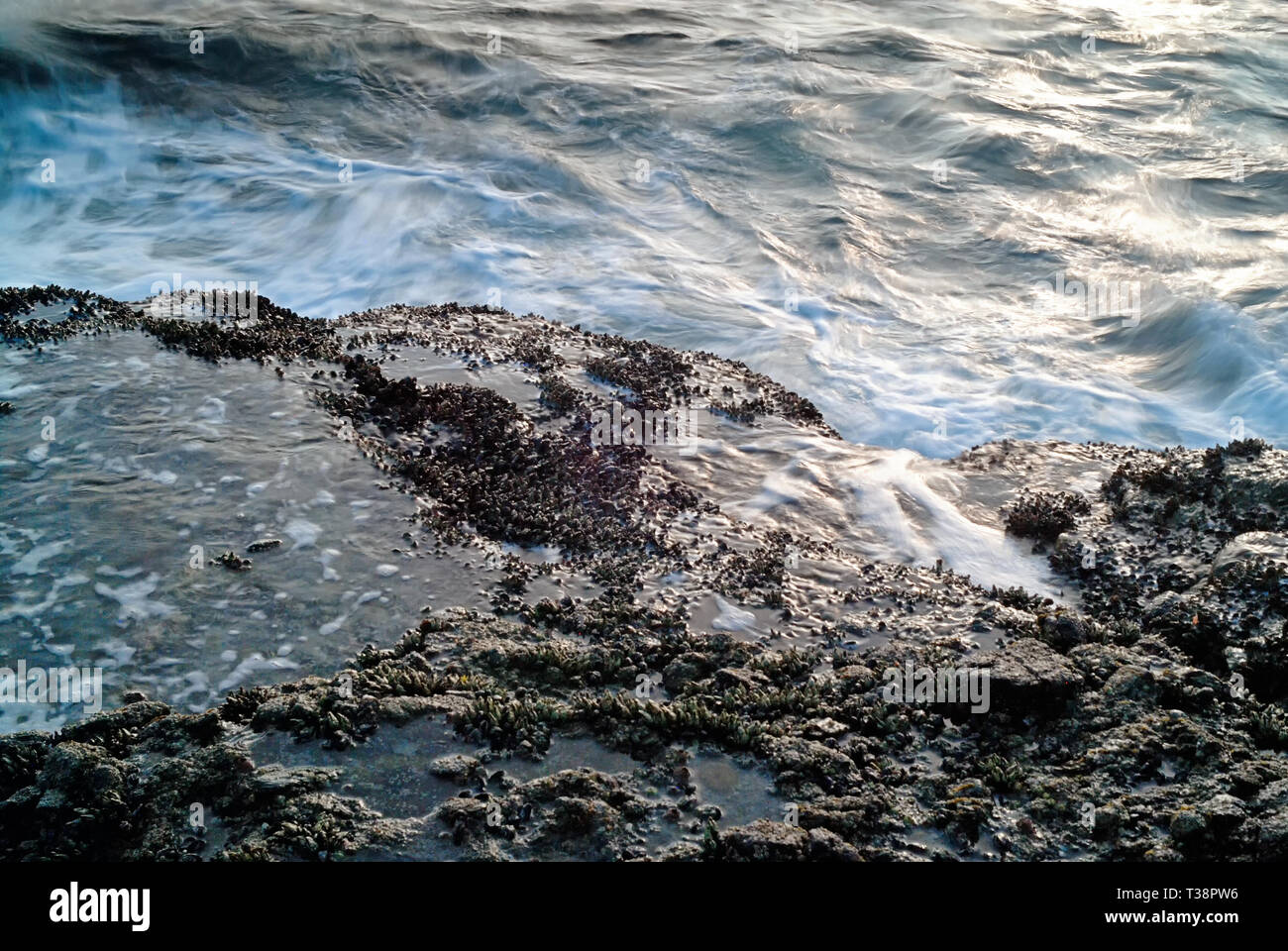 Tide pools california barnacles hi-res stock photography and images - Alamy