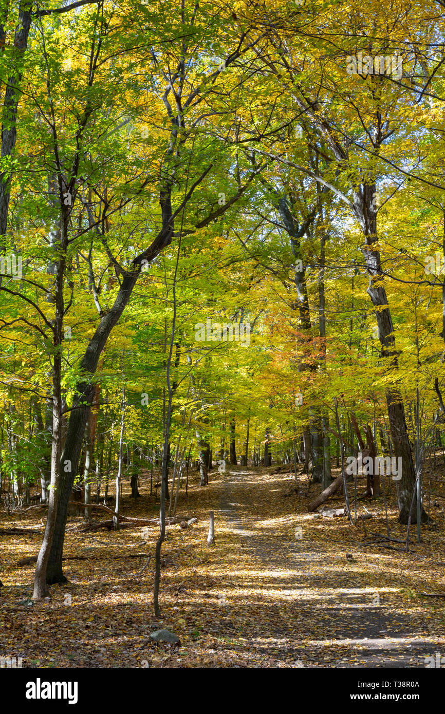 A forest of fall color rising above and surrounding the High Tor Trail ...