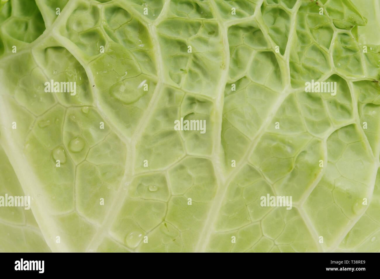 Fresh savoy cabbage water hi-res stock photography and images - Alamy