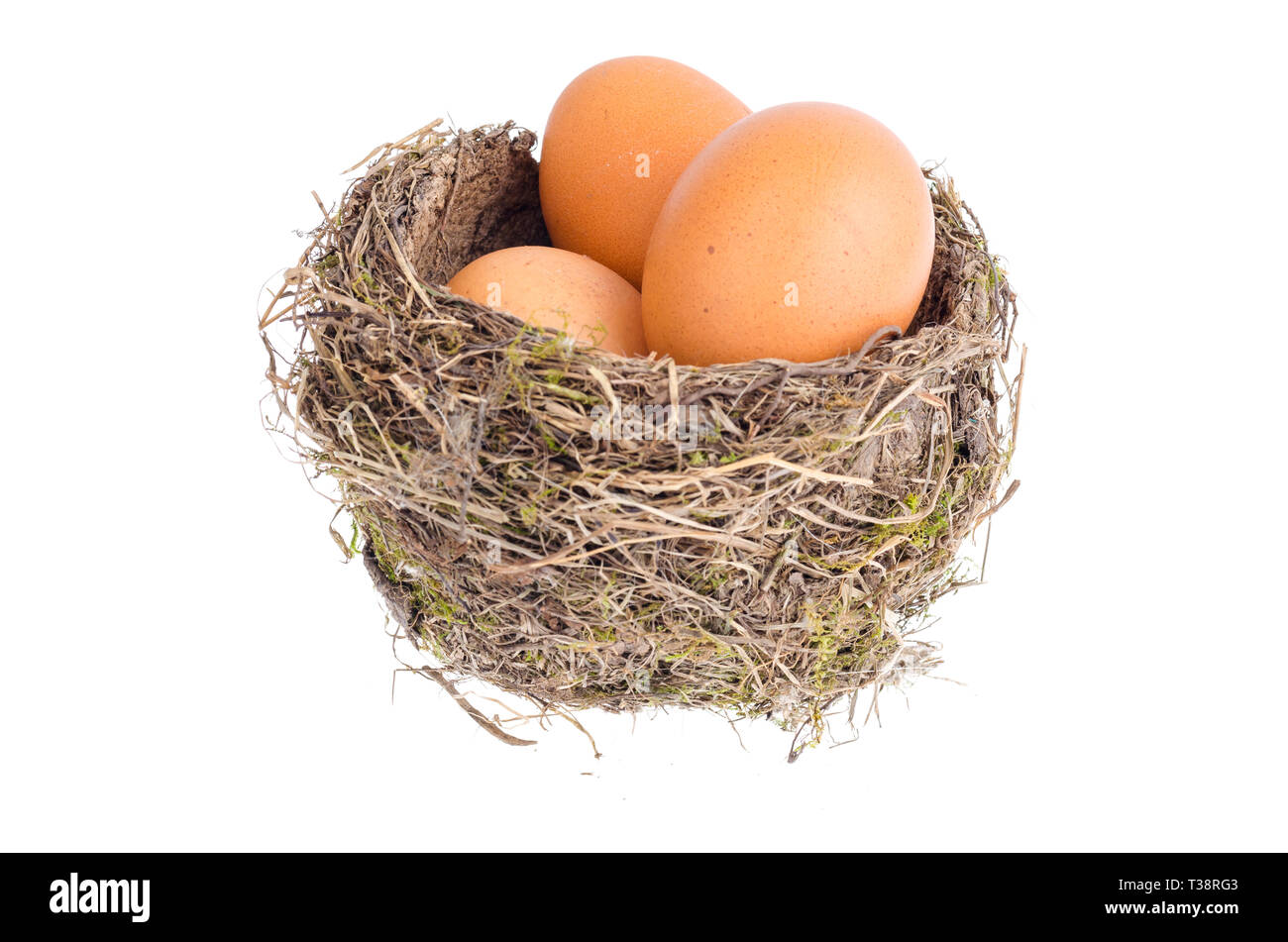 Bird nest with large eggs. Studio Photo Stock Photo - Alamy