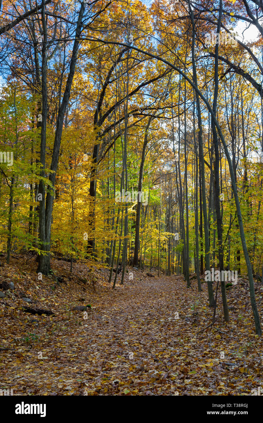 The Bridle Path wandering below a forest of fall colors and leaves ...