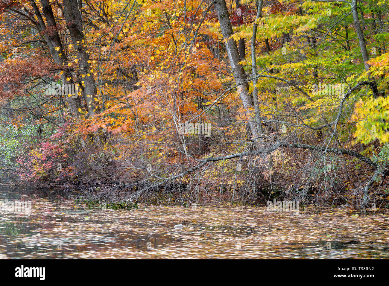 Fall leaves lying on the surface of a pond below autumn decorated trees ...
