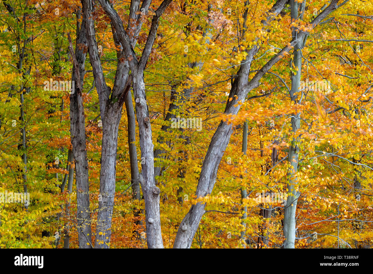 Demarest Kill County Park High Resolution Stock Photography and Images ...