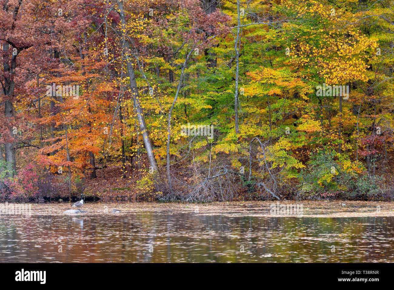Demarest Kill County Park High Resolution Stock Photography and Images ...