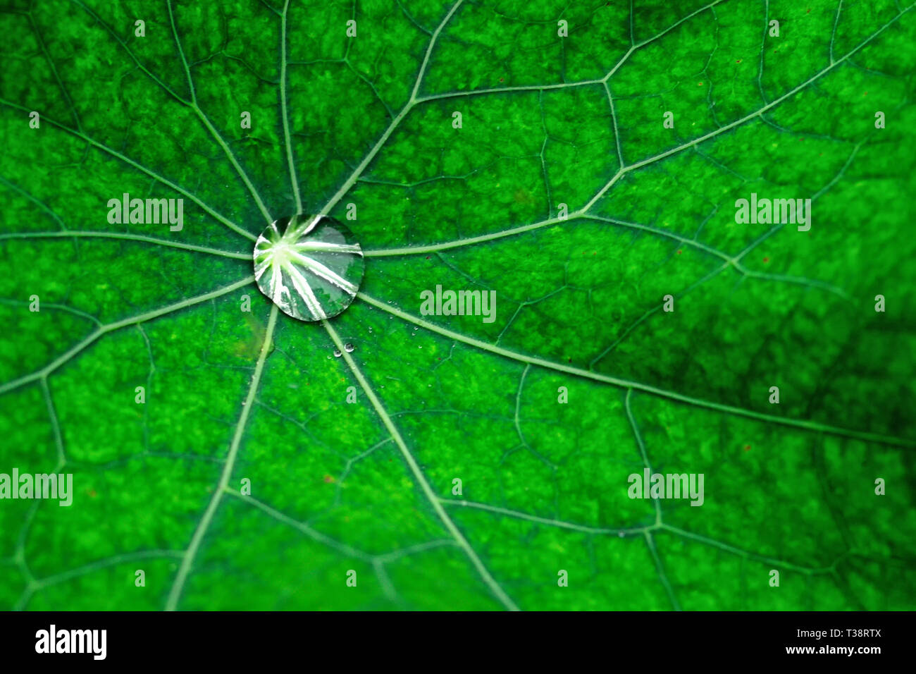 Detail of water collected in a leaf Stock Photo - Alamy