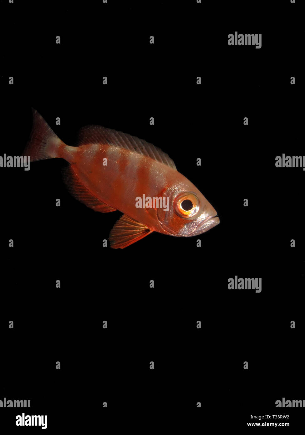 Crescent tail Bigeye (Priacanthus hamrur) . Taking in Red Sea, Egypt ...