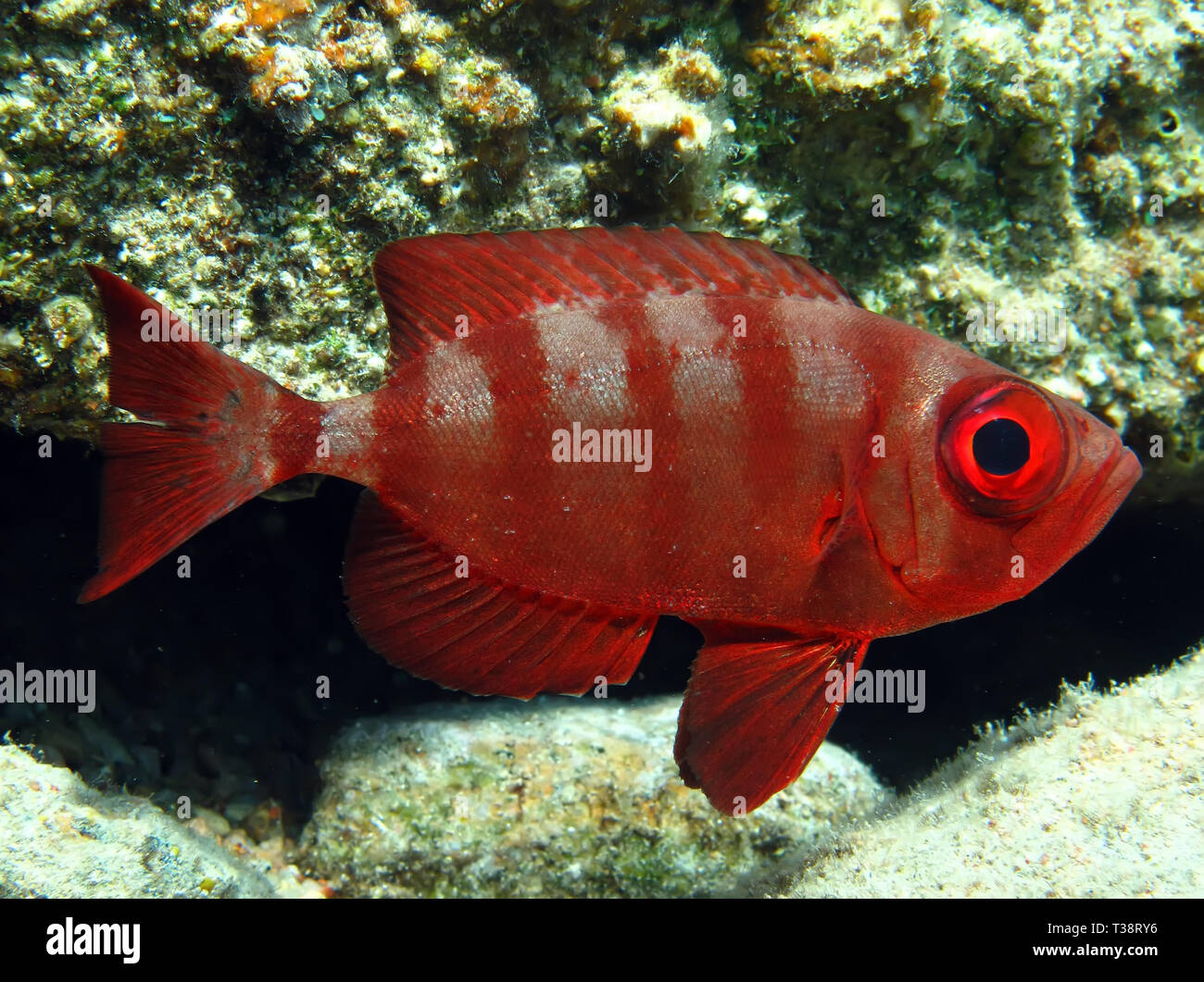 Crescent tail Bigeye (Priacanthus hamrur) . Taking in Red Sea, Egypt ...