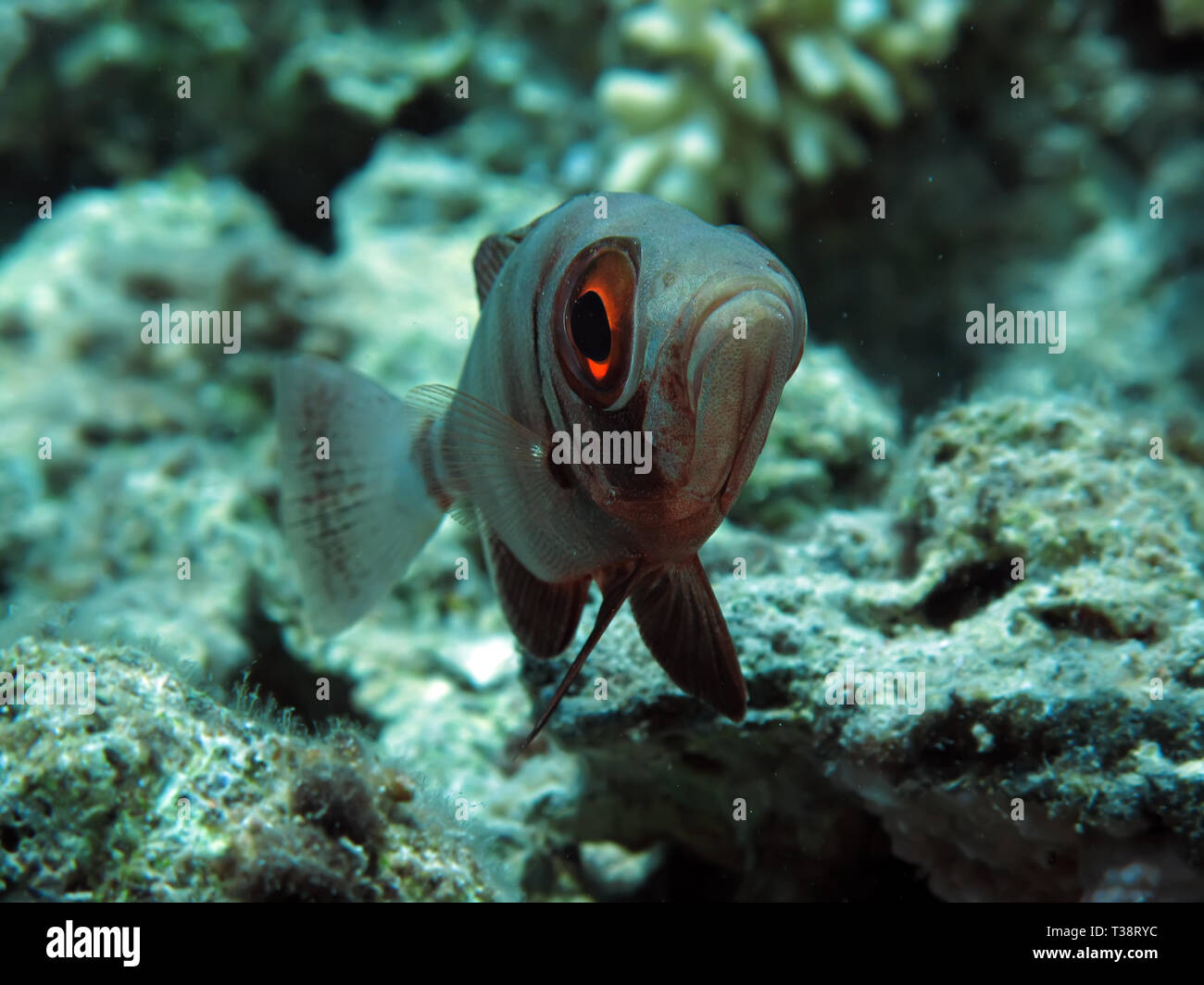Crescent tail Bigeye (Priacanthus hamrur) . Taking in Red Sea, Egypt ...