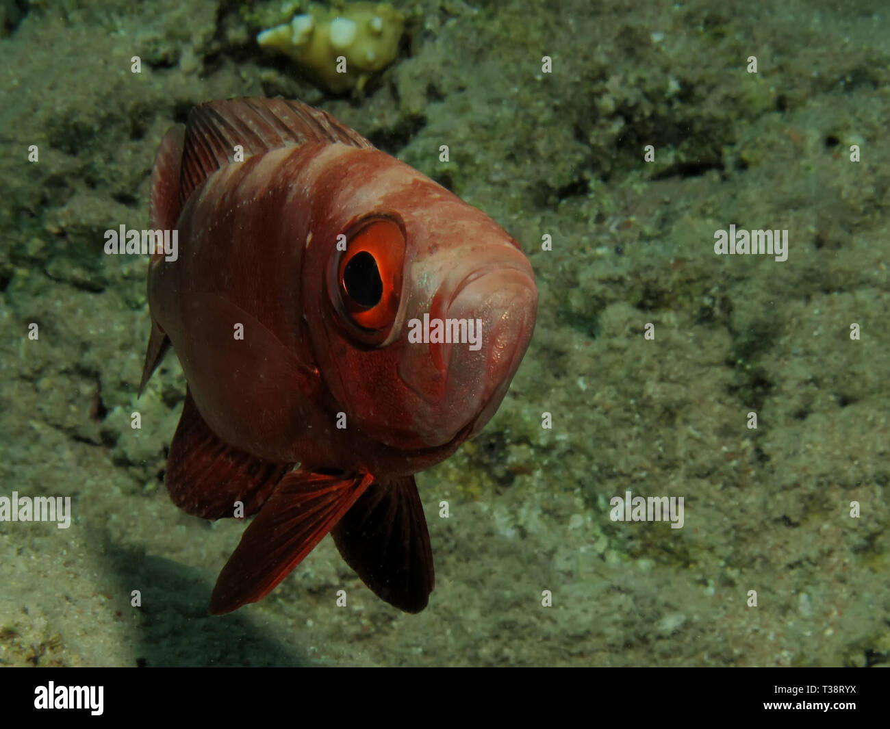 Crescent tail Bigeye (Priacanthus hamrur) . Taking in Red Sea, Egypt ...