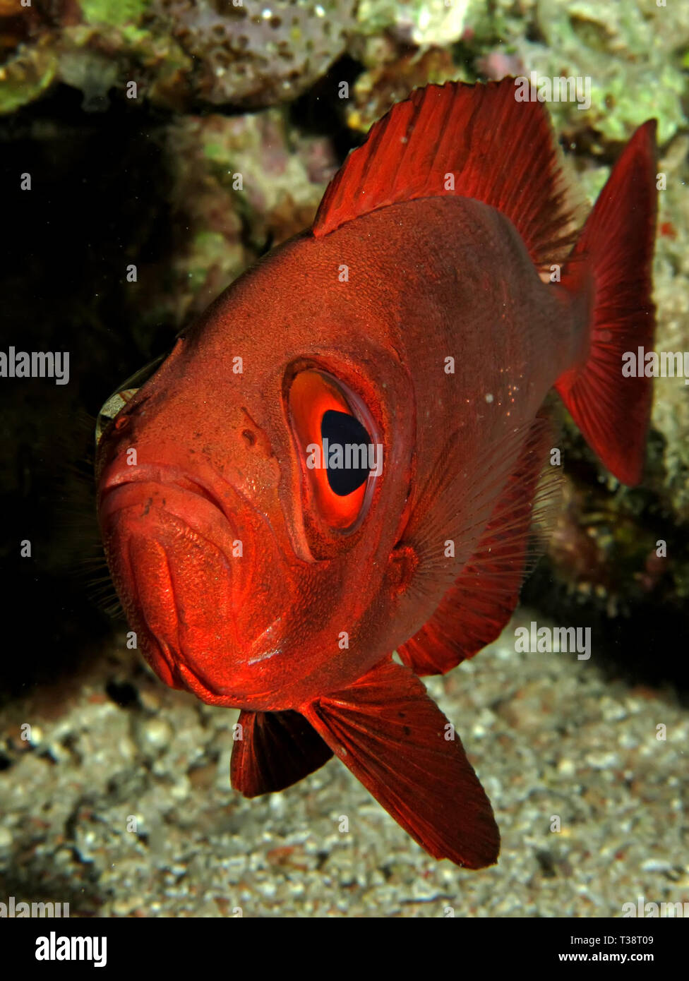 Crescent tail Bigeye (Priacanthus hamrur) . Taking in Red Sea, Egypt ...