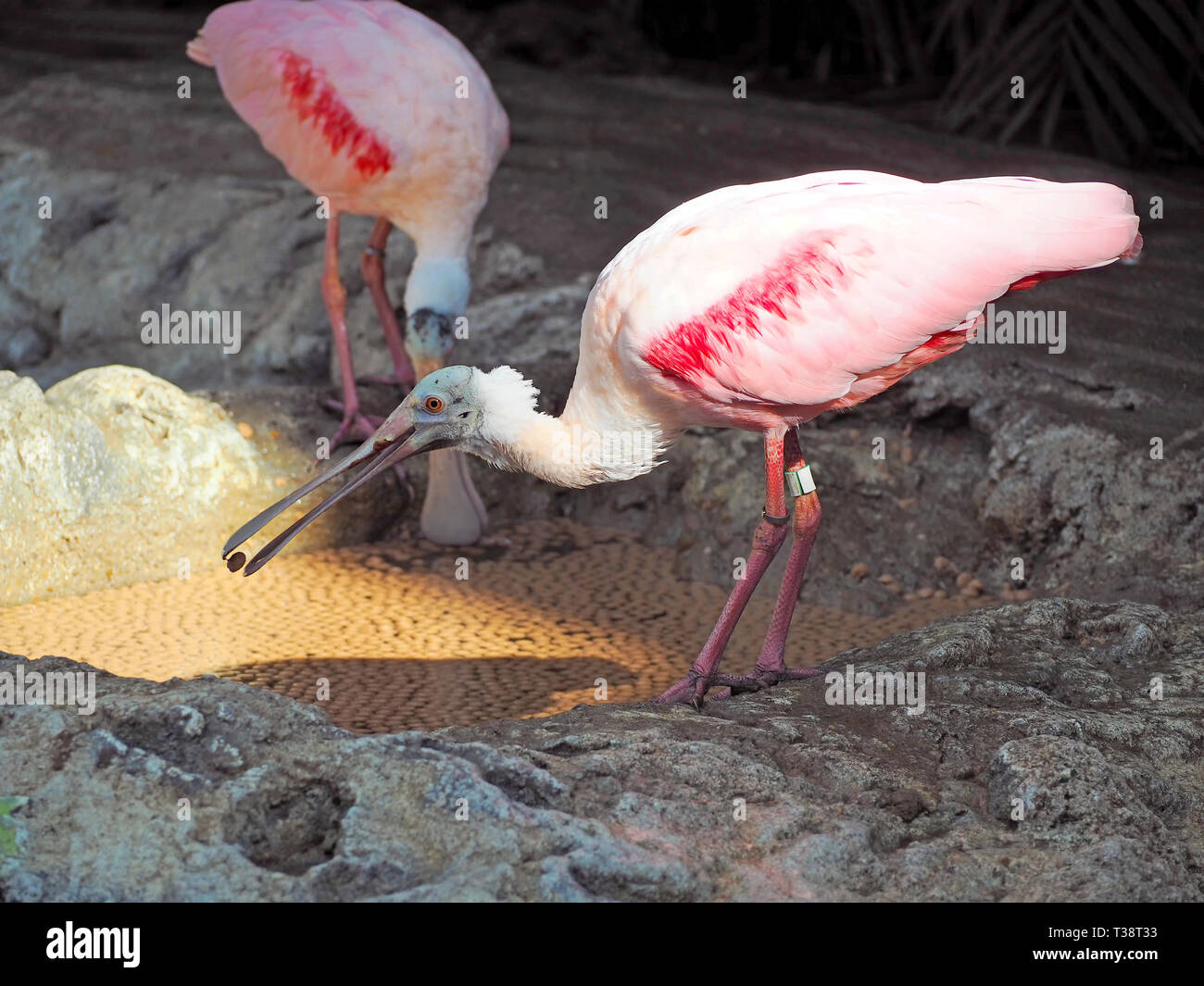 Roseatte spoonbill texas state aquarium hi-res stock photography and ...