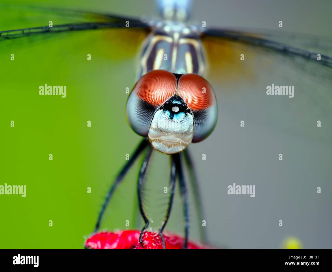 Dragonfly face hi-res stock photography and images - Alamy