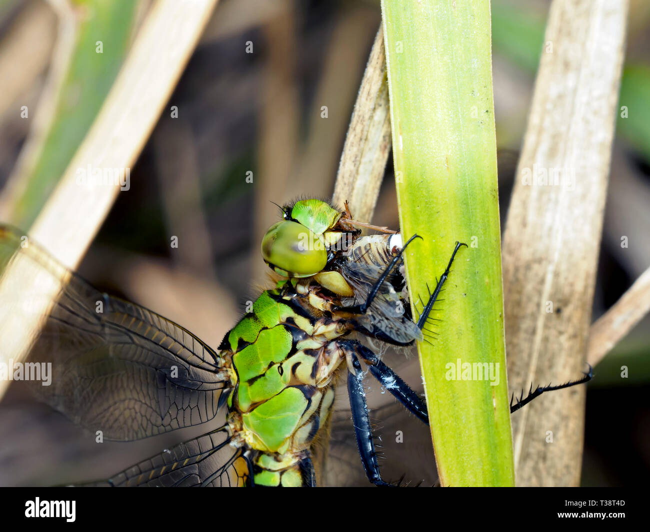 Eastern pondhawk dragonfly consumes a smaller dragonfly hi-res stock ...