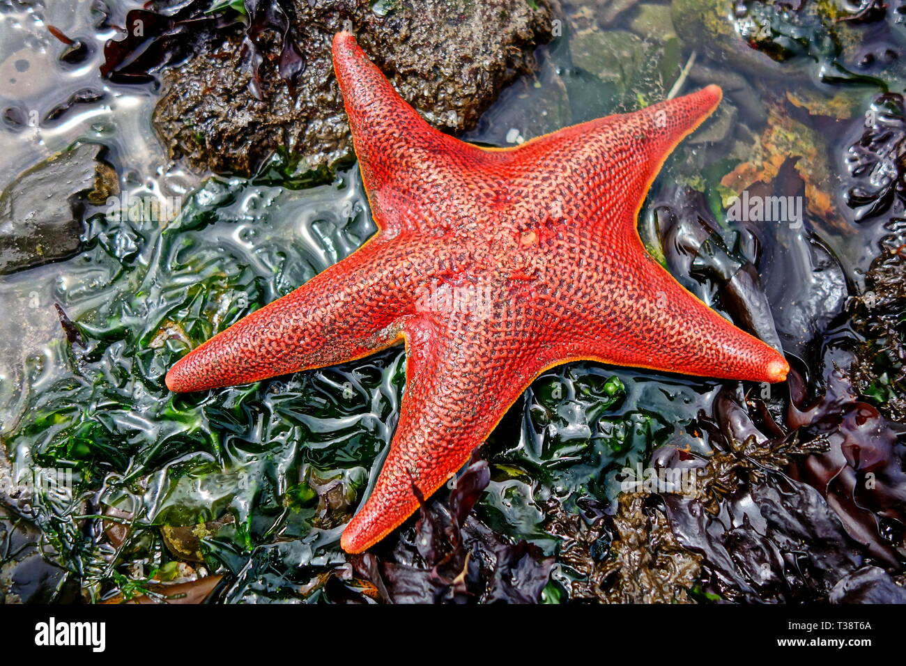 Starfish predator hi-res stock photography and images - Alamy