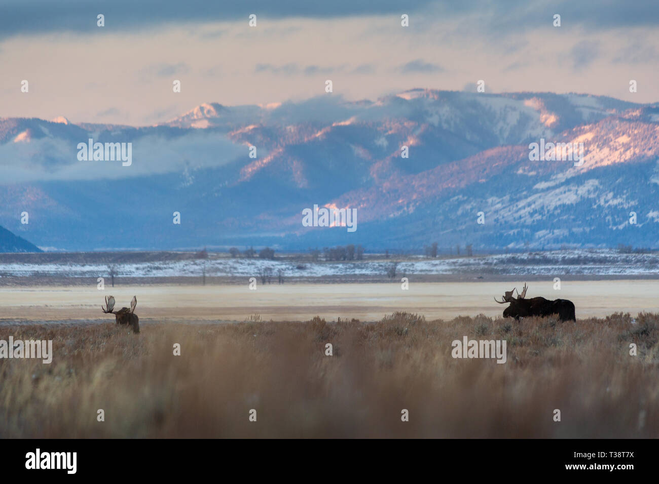 Two bull moose exploring Antelope Flats at sunrise below the Snake ...