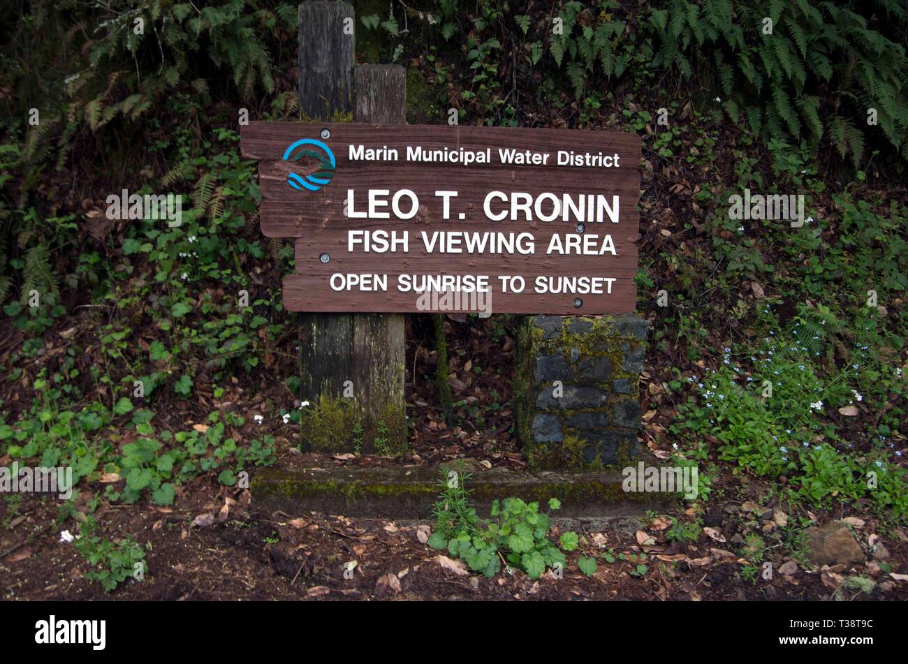 The Leo T. Cronin Fish Viewing Area borders Samuel T. Taylor State Park ...