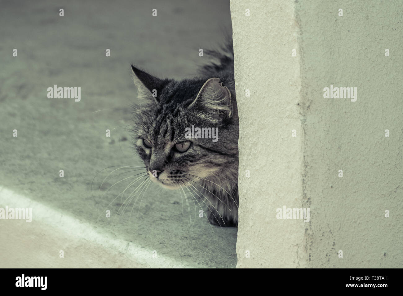 Cartoon staring eyes hi-res stock photography and images - Alamy