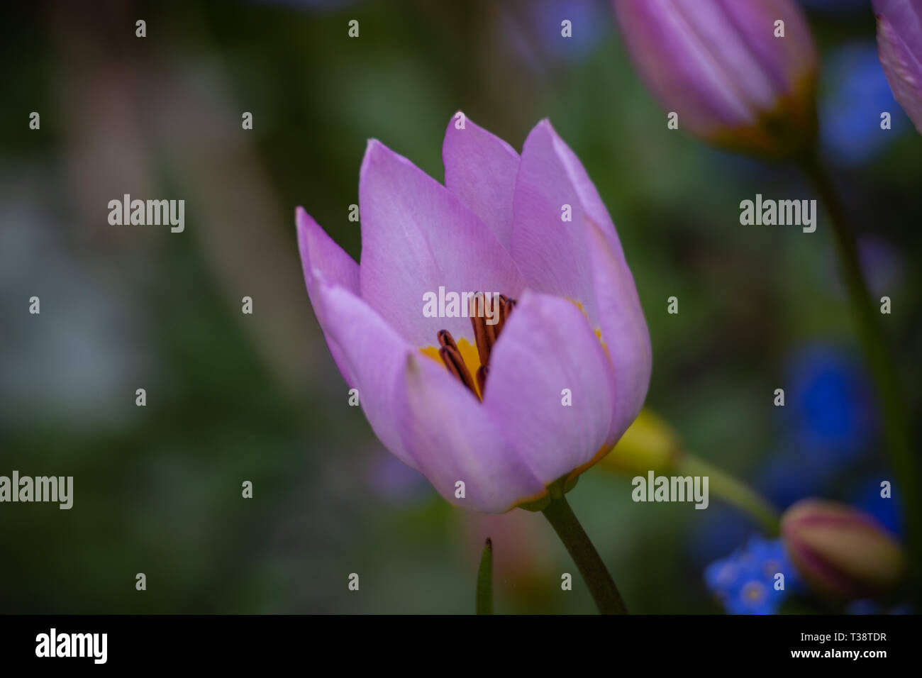 Purple Tulip close up with pollen stems Stock Photo - Alamy