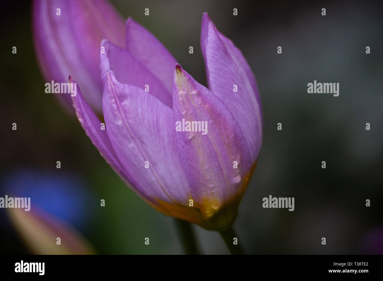 Pollen stems hi-res stock photography and images - Alamy