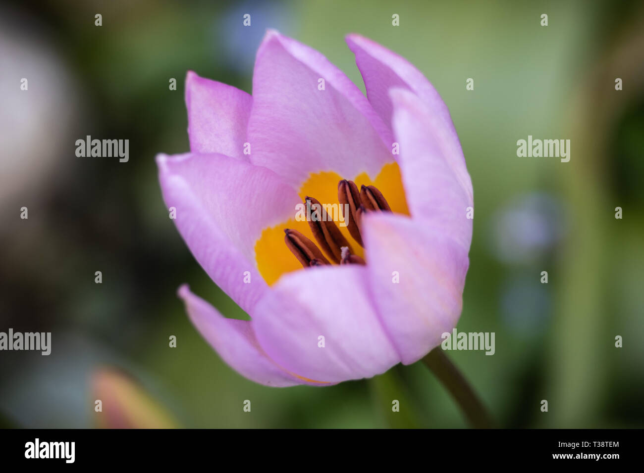 Pollen stems hi-res stock photography and images - Alamy