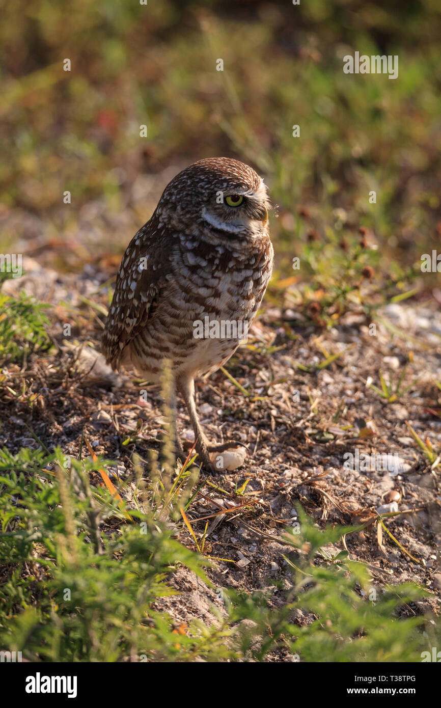 Adult Burrowing owl Athene cunicularia perched outside its burrow on ...