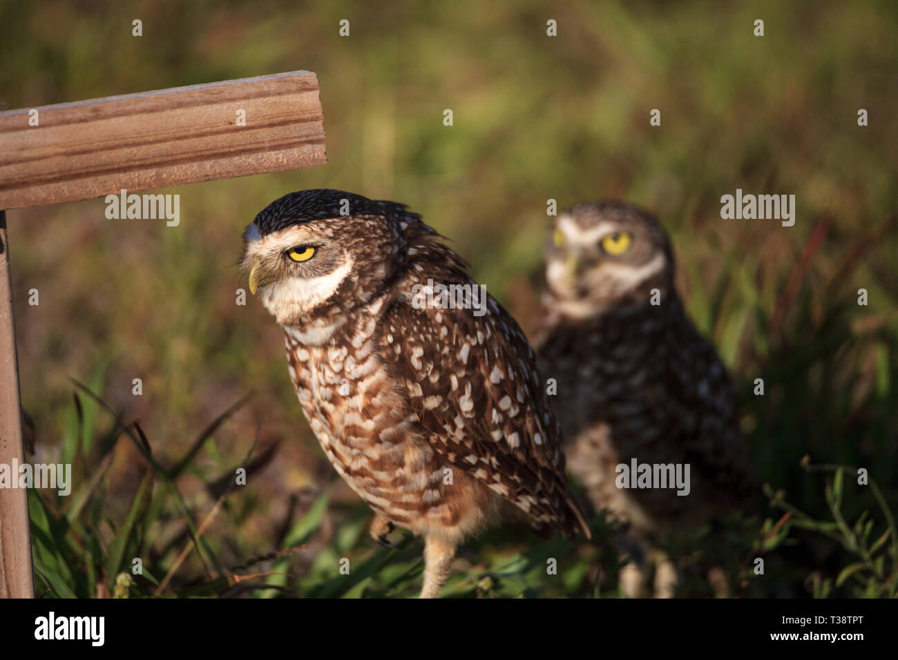 Adult Burrowing owl Athene cunicularia perched outside its burrow on ...