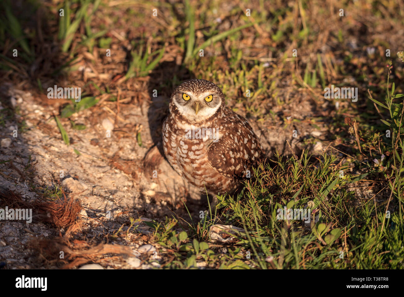 Adult Burrowing owl Athene cunicularia perched outside its burrow on ...