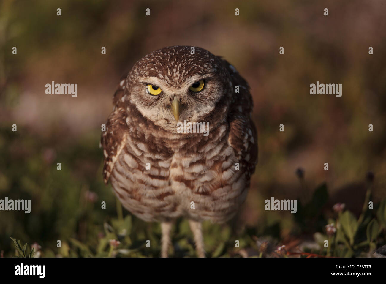 Adult Burrowing owl Athene cunicularia perched outside its burrow on ...