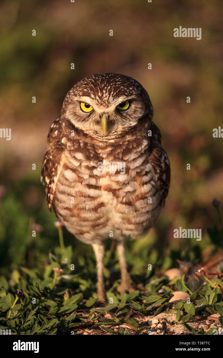 Adult Burrowing owl Athene cunicularia perched outside its burrow on ...