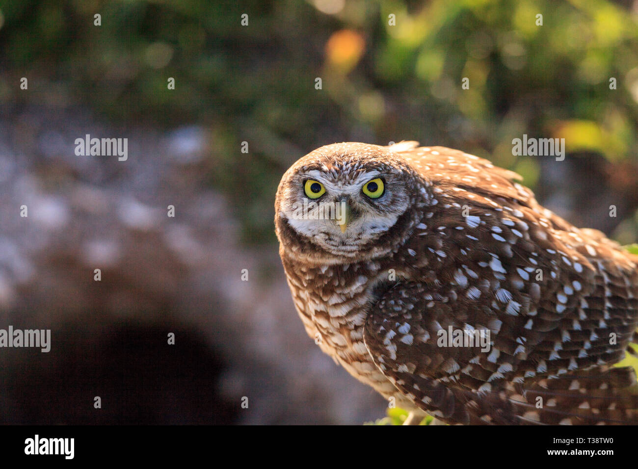 Adult Burrowing owl Athene cunicularia perched outside its burrow on ...
