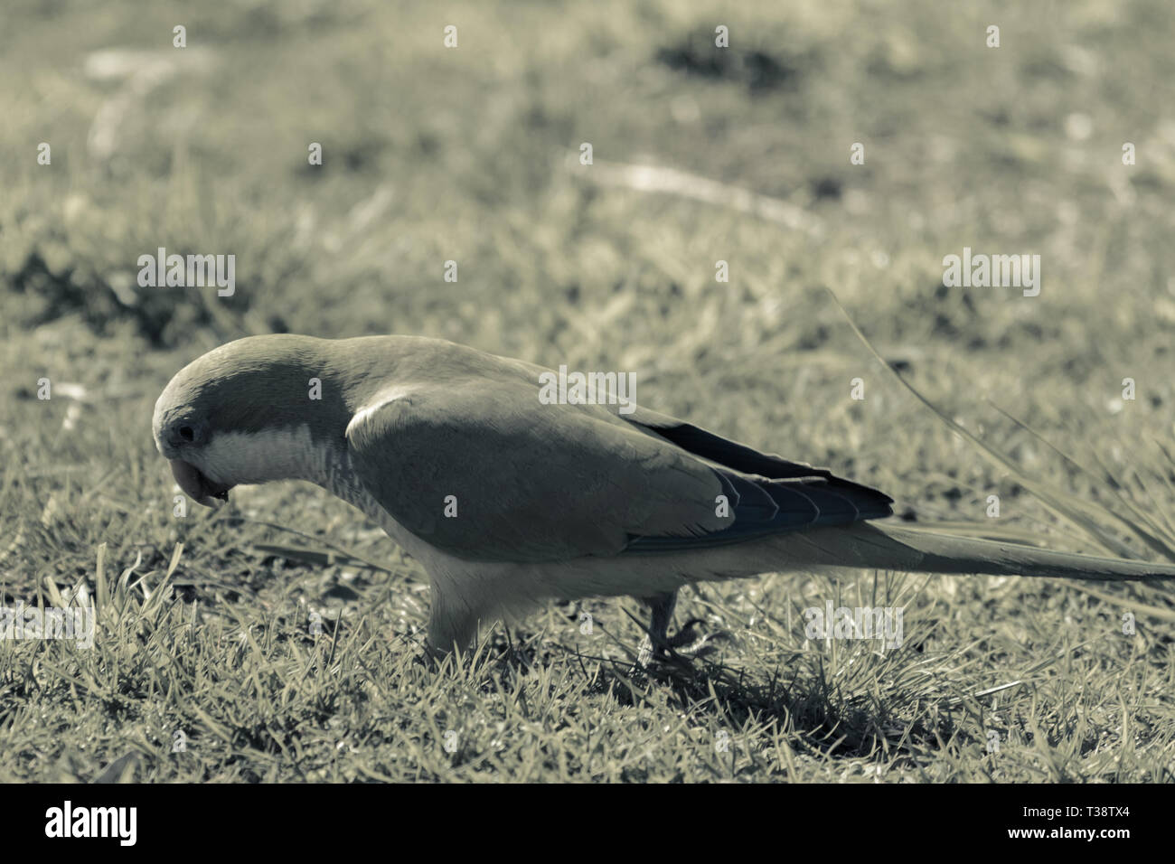 Liberty passion hi-res stock photography and images - Alamy