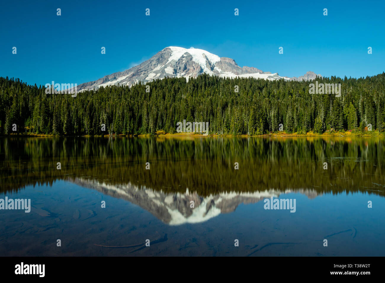 Mount Rainier and Pine Trees Reflect in Blue Lake in Autumn Stock Photo ...