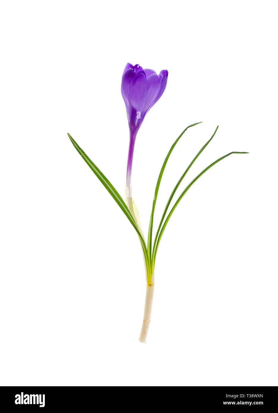 Single blue crocus, spring flower. Studio Photo Stock Photo - Alamy