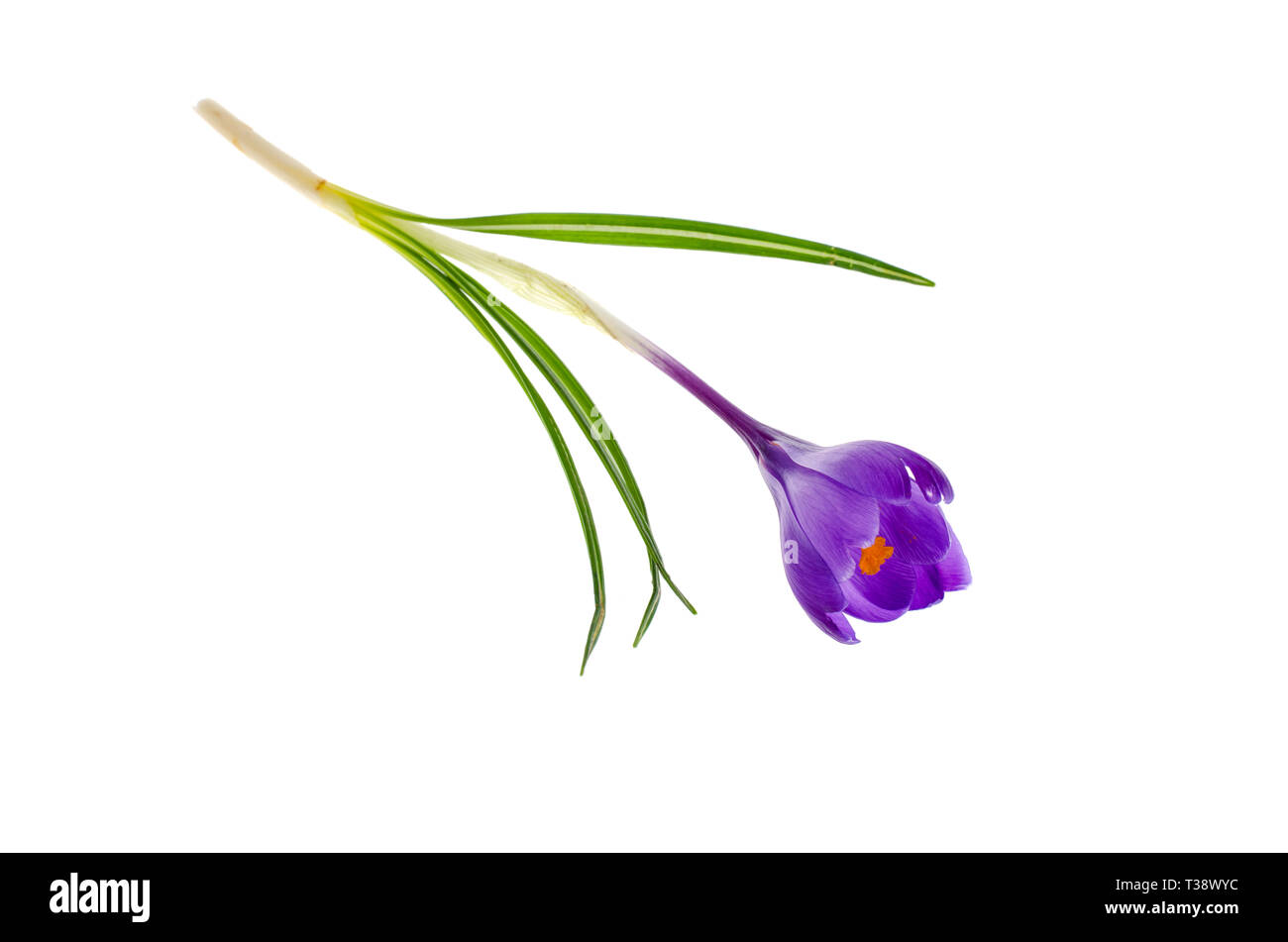 Single blue crocus, spring flower. Studio Photo Stock Photo - Alamy