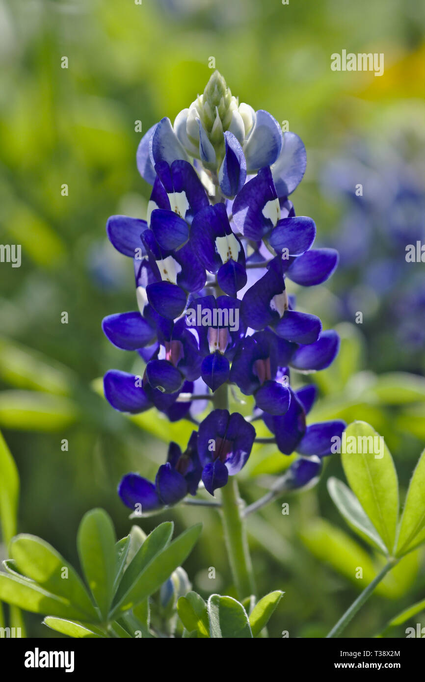 East texas hi-res stock photography and images - Alamy