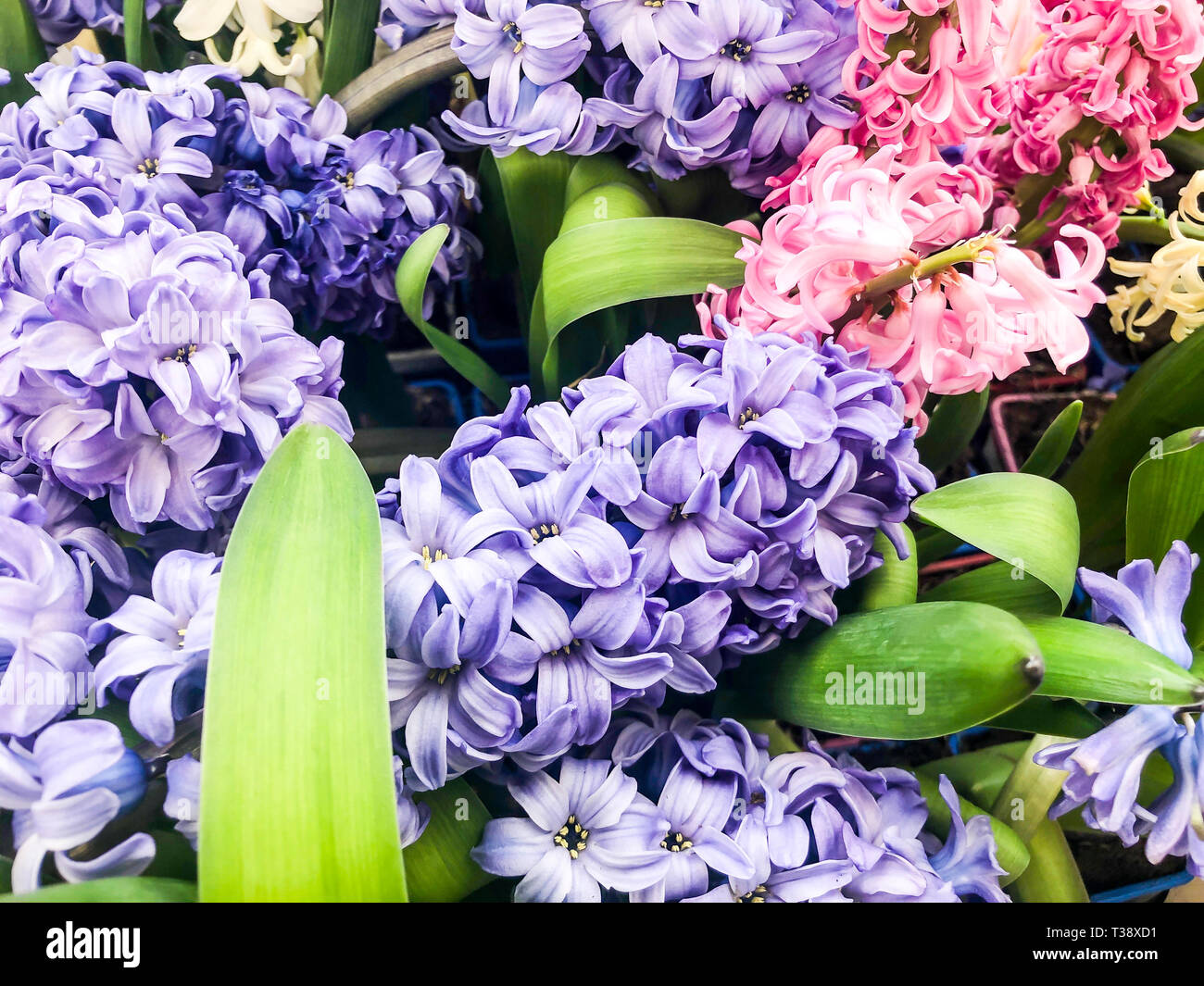 Hyacinth flowers background. Studio Photo Stock Photo - Alamy