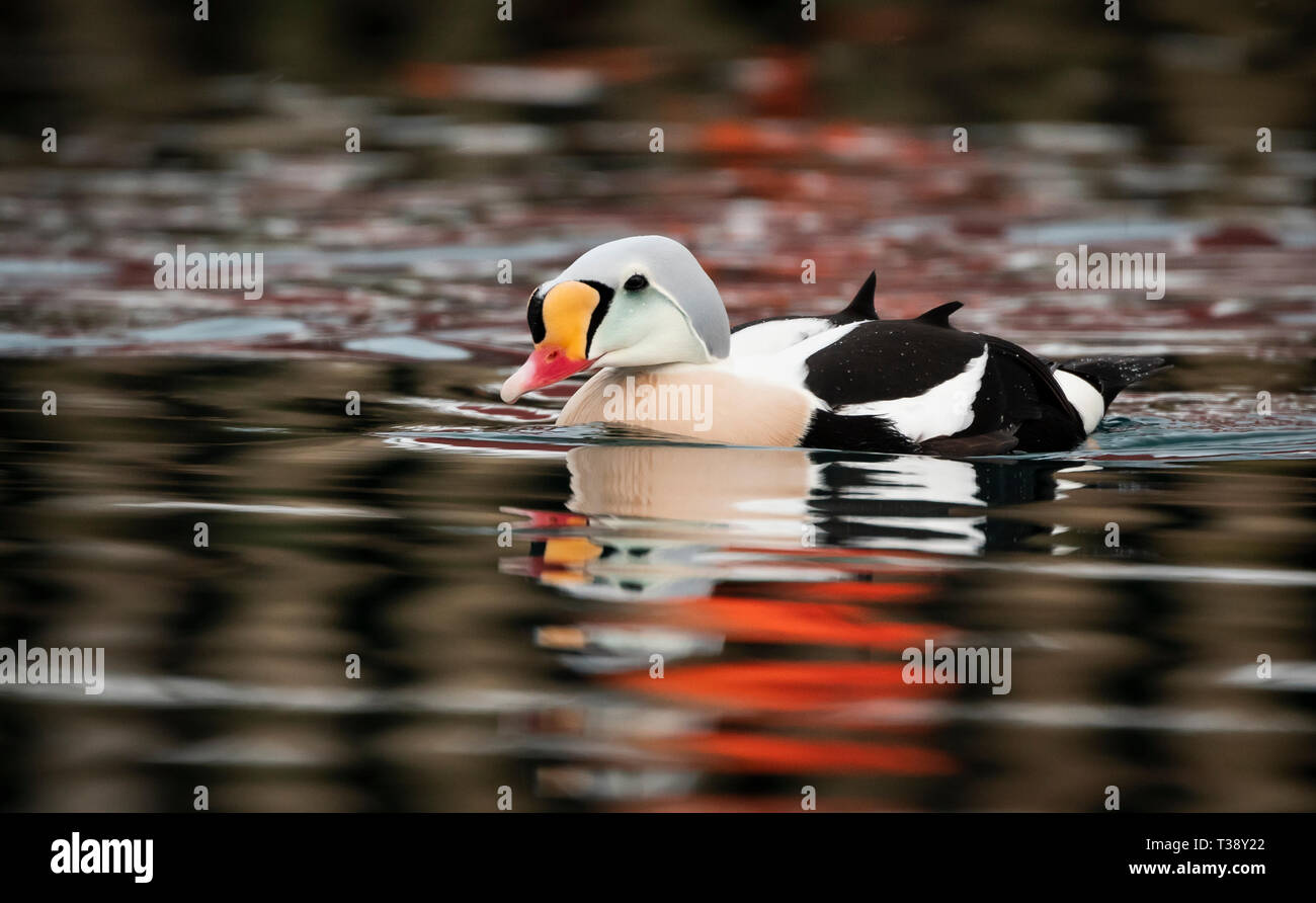 King eider flight hi-res stock photography and images - Alamy