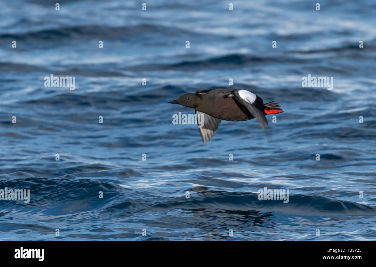A Black Guillemot in flight Stock Photo - Alamy