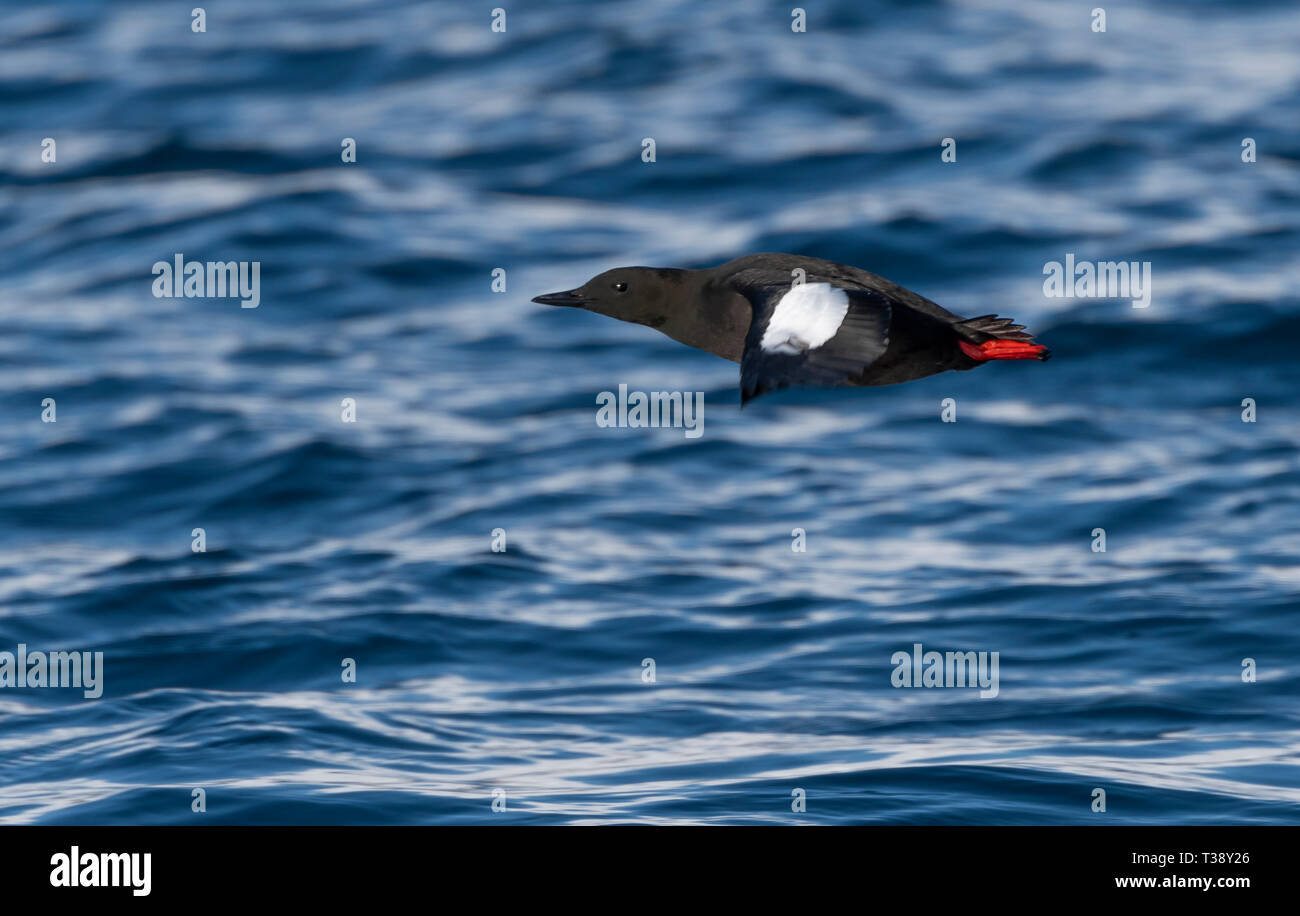 A Black Guillemot in flight Stock Photo - Alamy