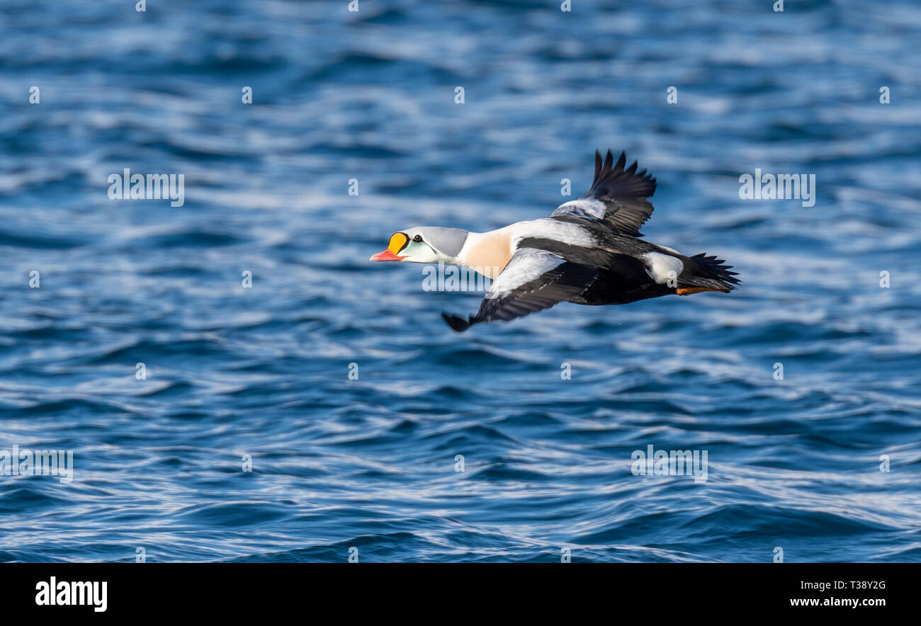 King eider flight hi-res stock photography and images - Alamy