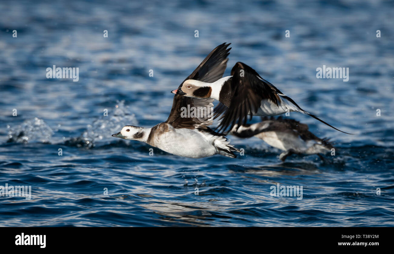 Long Tailed Ducks taking off Stock Photo - Alamy