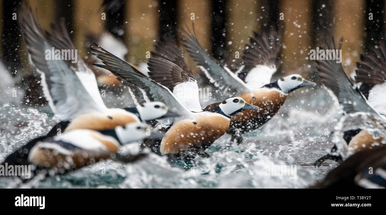Rare eider hi-res stock photography and images - Alamy