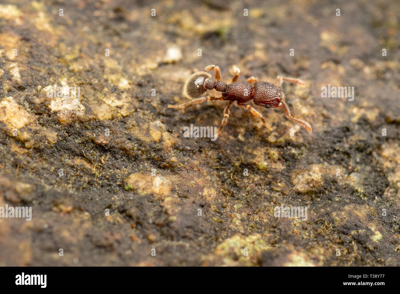 Tetramorium lanuginosum, woolly ants, a common tropical invasive ant ...