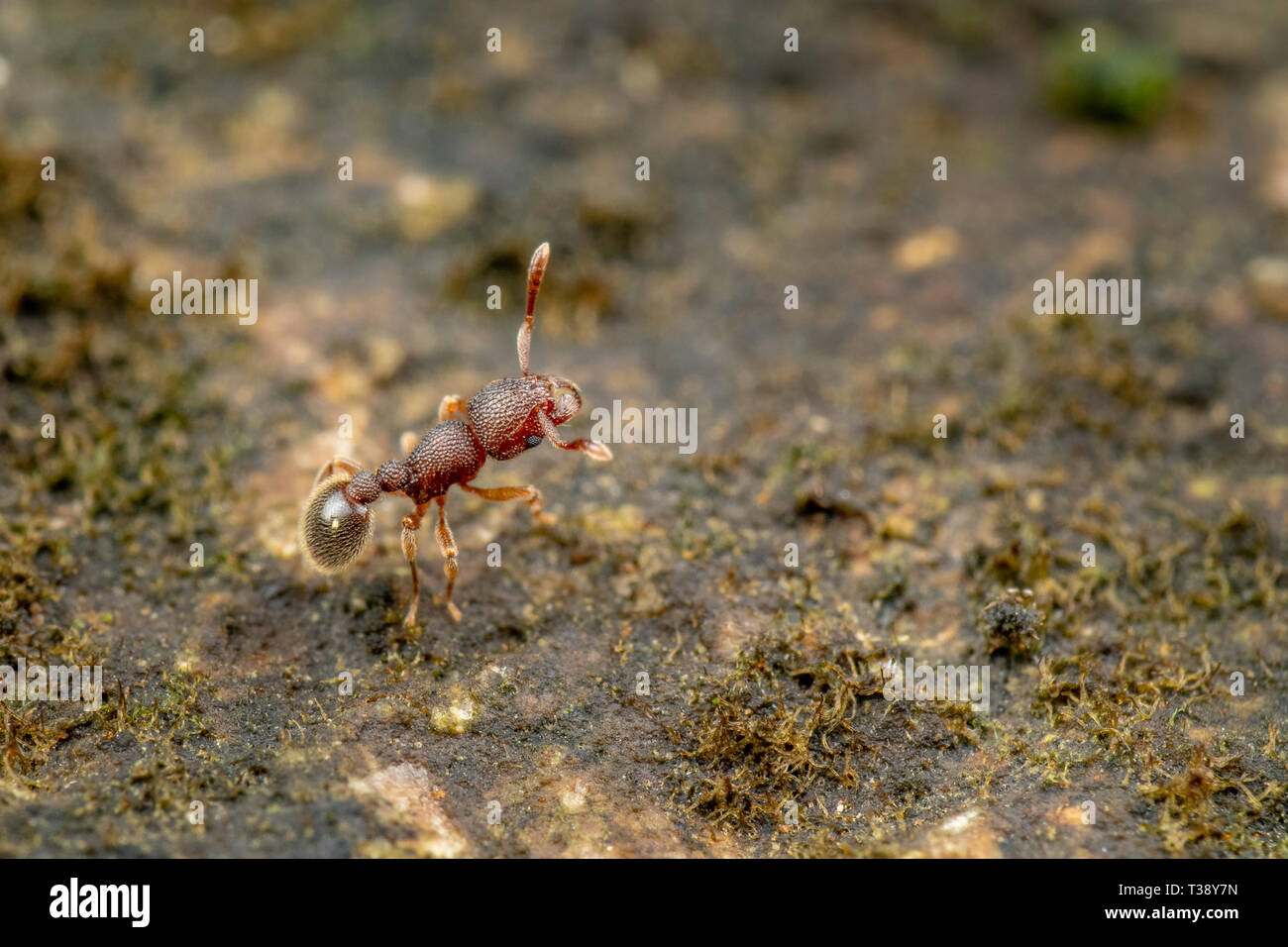 Tetramorium lanuginosum, woolly ants, a common tropical invasive ant ...